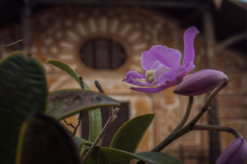 Fotógrafos destacan la cultura viva y las manifestaciones culturales y ...